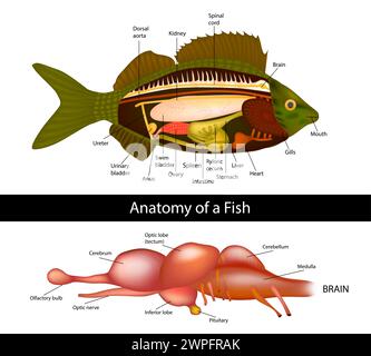 Fish Internal Organs Benefits