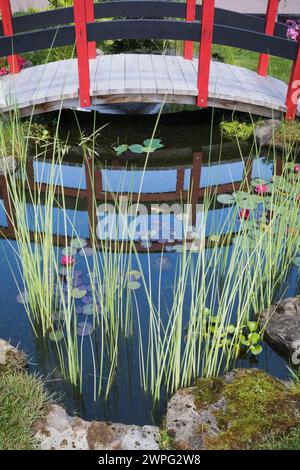 Red and black painted wooden footbridge over pond with pink Nymphaea ...