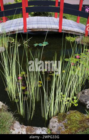 Red and black painted wooden footbridge over pond with Typha minima ...