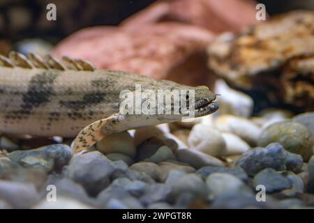 Saddled Bichir (Polypterus endlicheri) - Freshwater fish Stock Photo ...