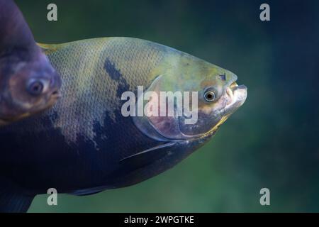 Wild Tambaqui fish Colossoma macropomum traditional Brazilian ...