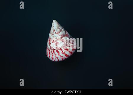 Cone top shell Stock Photo - Alamy