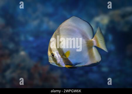 Tropical fish orbicular batfish, Platax orbicularis, underwater in the ...