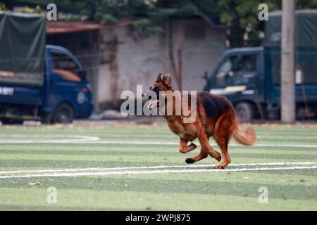 A German shepherd dog is performing at a competition in Vietnam Stock ...