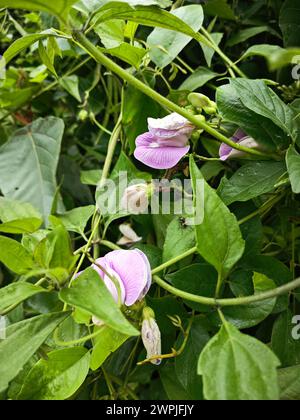 wild violet spurred butterfly pea flower in the bushes Stock Photo - Alamy