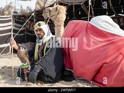 Bedouin man with his falcon and camel resting in front of his tent ...