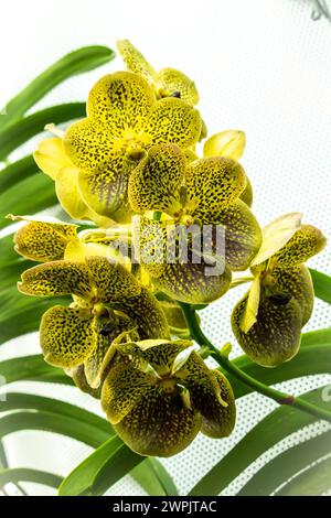 Abstract background of yellow orchids (vanda), focus of beautiful vanda ...