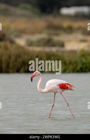 Elegant flamingo wading through marsh at Parc Ornithologique Stock ...