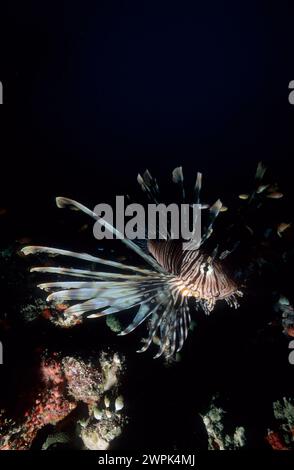 Lion fish at the Maldives Stock Photo - Alamy