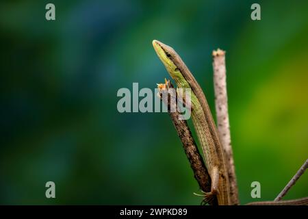 The grass lizard belongs to the Lacertidae Stock Photo - Alamy
