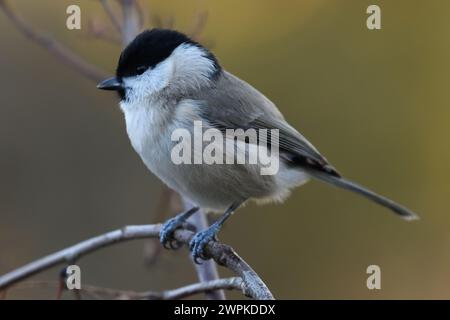 cinciarella, cincia uccello Stock Photo - Alamy