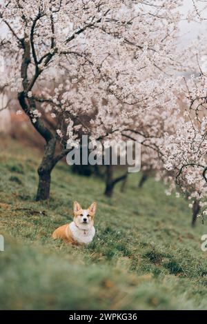 Corgi dog in a blooming almond garden in Prague in spring Stock Photo ...
