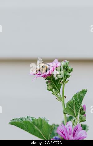 Bumble bee getting pollen from flower Stock Photo - Alamy