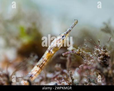 A brown color Longsnout pipefish (Syngnathus temminckii) on the ocean ...