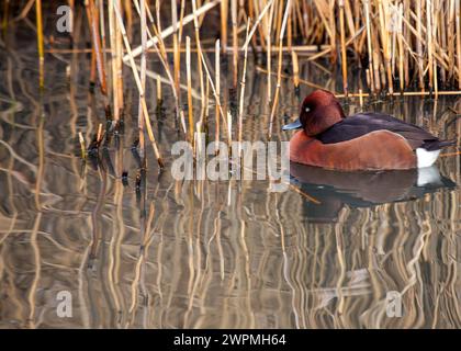 A Ferruginous duck swims in a wetland at the Pobitora wildlife ...