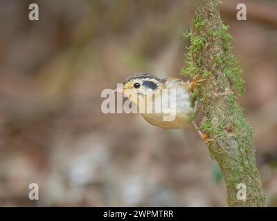 Black Crowned Fulvetta Schoeniparus klossi Da Lat, Vietnam BI039725 ...
