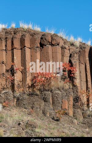 Columnar basalt and sumac, Hells Canyon National Recreation Area ...
