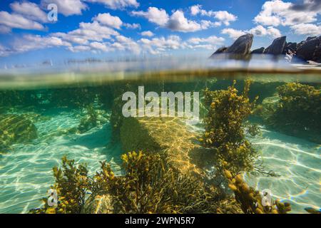 Tang as split photo, Finistere; Brittany Stock Photo - Alamy
