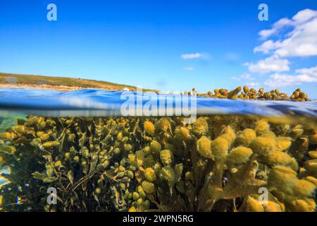 Tang as split photo, Finistere; Brittany Stock Photo - Alamy