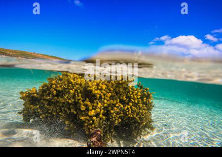 Tang as split photo, Finistere; Brittany Stock Photo - Alamy