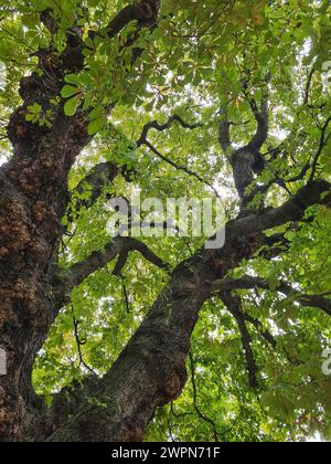 View from below of a maple tree trunk with branches spreading out Stock ...
