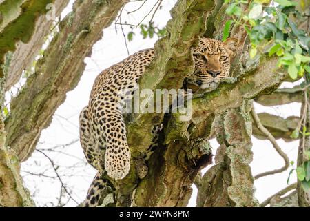 A cactus tree in Uganda Stock Photo - Alamy