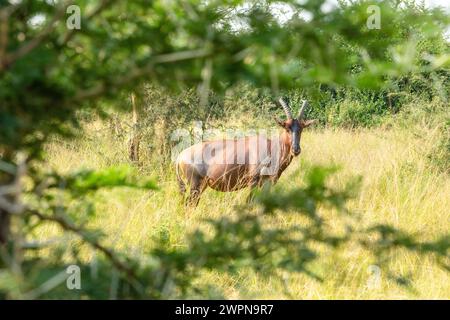 Brown antelope called Topi on the savanna in Queen Elizabeth Park ...