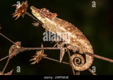 Calumma fallax, short-nosed deceptive chameleon, sitting on the tree ...