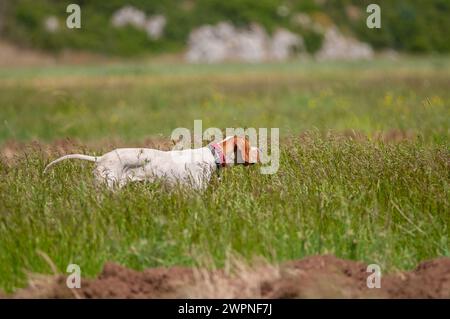 The white hound stalking its prey Stock Photo - Alamy