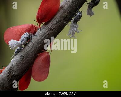 Flatid leaf bugs and nymphs, Flatida rosea, Anja Community Reserve ...