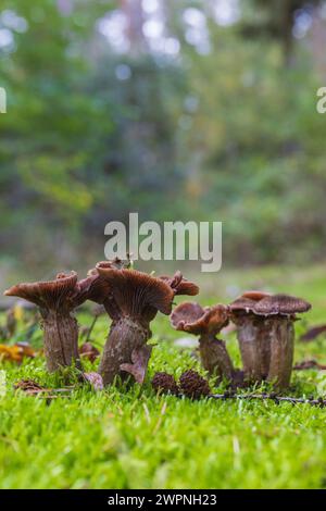Group of honey fungi / hallimash, close-up Stock Photo - Alamy