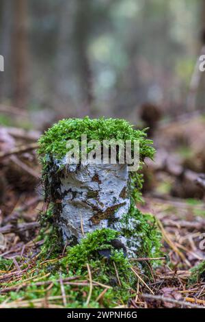 overgrown tree stump in the forest Stock Photo - Alamy