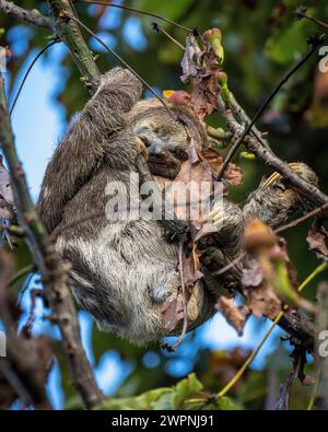 Sloth - Brazilian rainforest, Cruising the Amazon by boutique ship (MS ...