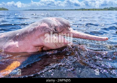 Pink dolphins in the Amazon - Brazilian rainforest, Cruising the Amazon ...