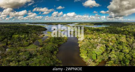 Amazon rainforest Brazil Stock Photo - Alamy