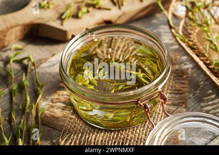 Preparation of gemmotherapeutic herbal tincture from willow branches ...