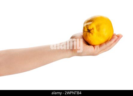 quince in hand path isolated on white Stock Photo - Alamy