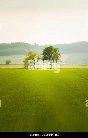 Field with grain and green deciduous trees Stock Photo - Alamy