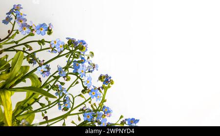 Spring is coming - bunch of forget-me-nots over white background Stock ...