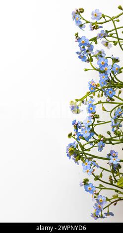 Spring is coming - bunch of forget-me-nots over white background Stock ...