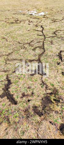 Vole tracks in agricultural land, unpopular with farmers Stock Photo ...