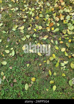 apple with foliage from above Stock Photo - Alamy