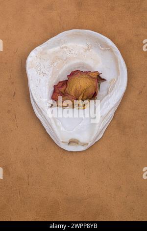 Decorative set of shells with dry, wilted flower, floral still life ...