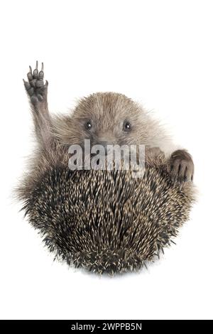 with raised paw hedgehog isolated on white background Stock Photo - Alamy
