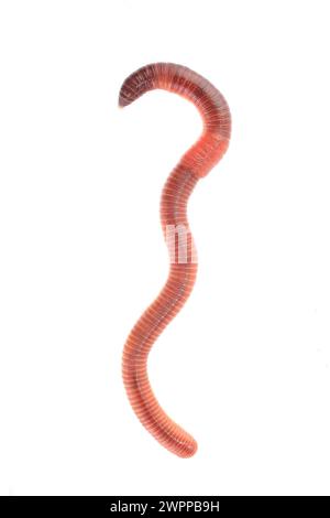 earth worm isolated on white background Stock Photo - Alamy