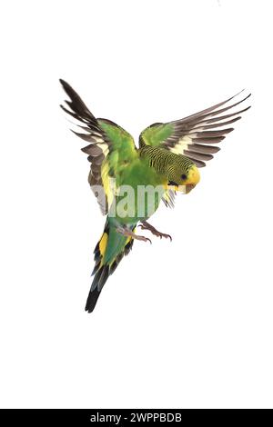 take-off of a parrot on a white background Stock Photo - Alamy
