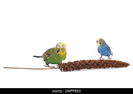 parrot eat a forage for birds Stock Photo - Alamy