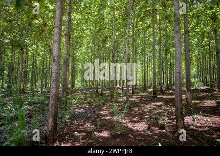 Young teak (Tectona grandis) forest plantation in Gunung Kidul ...