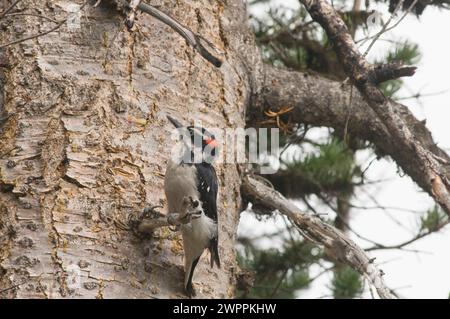 Hairy Woodpecker Picoides villosus Copper ridge bird Alpine Lakes ...