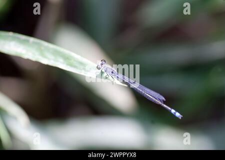 Dusky lilly-squatter (Paracercion calamorum) damselfly in Japan Stock ...